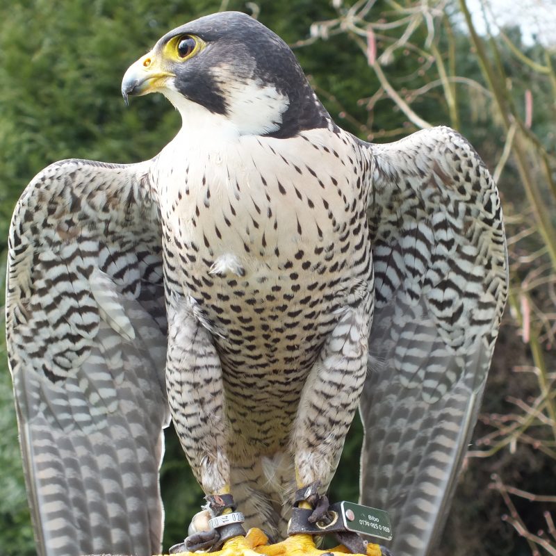 Greifvögel und Falken (Info) – Jägerschaft Burgdorf e.V.